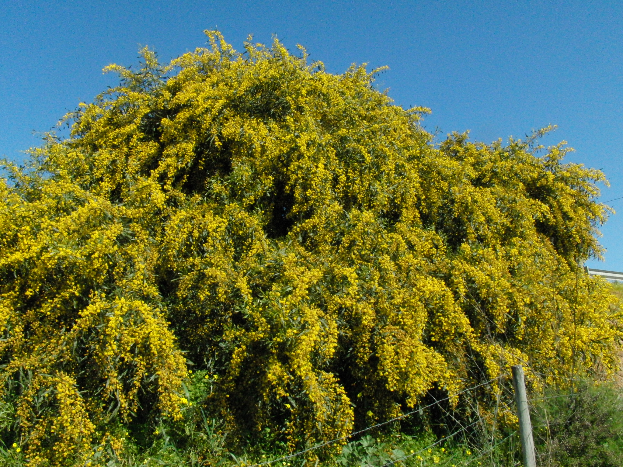 Akazien Blüte (1) – Algarve
