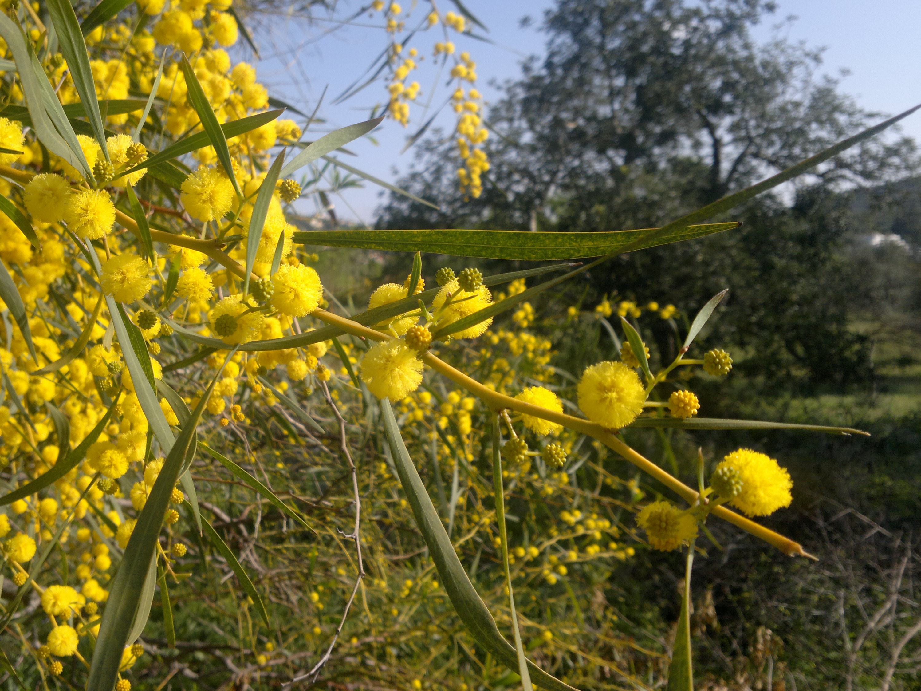 Akazien Blüten – Algarve