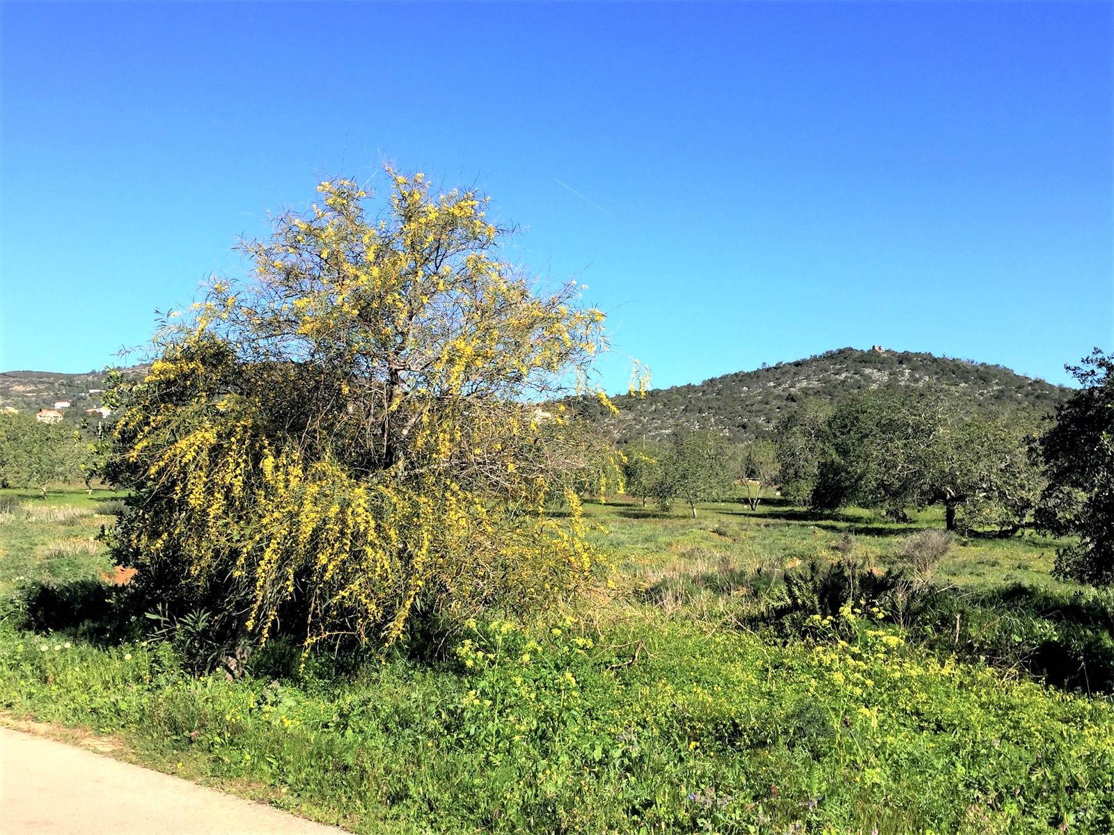 Barrocal 12 – Algarve