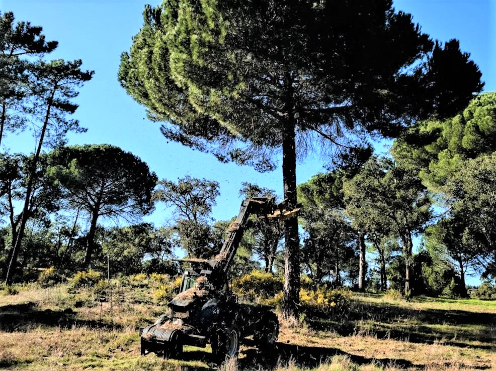 Pinien 1 – Algarve