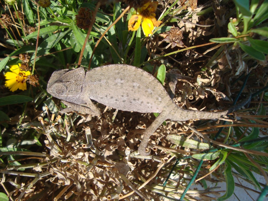 Ria Formosa Fauna – Algarve