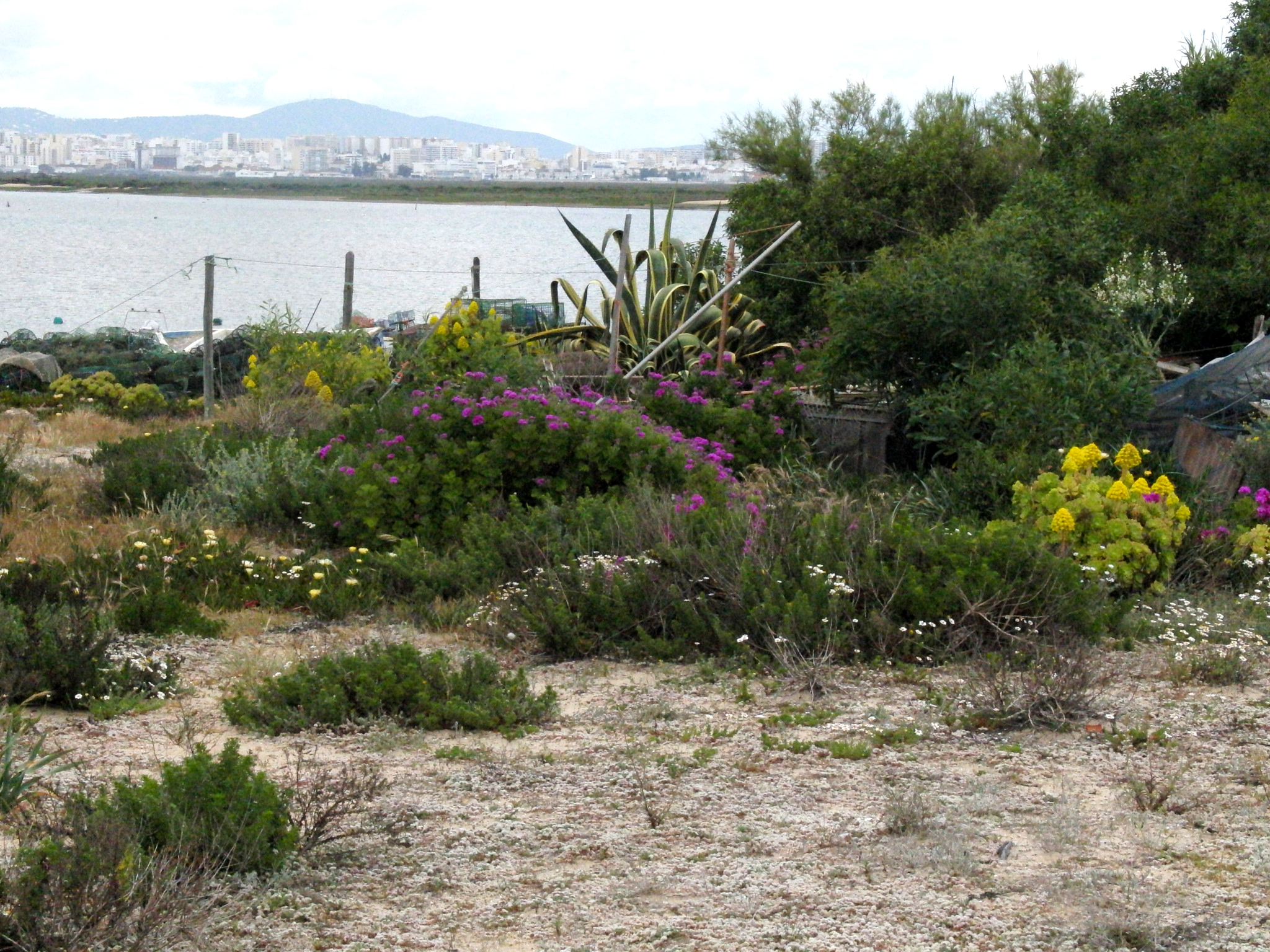Flora Ilha de Faro – Algarve
