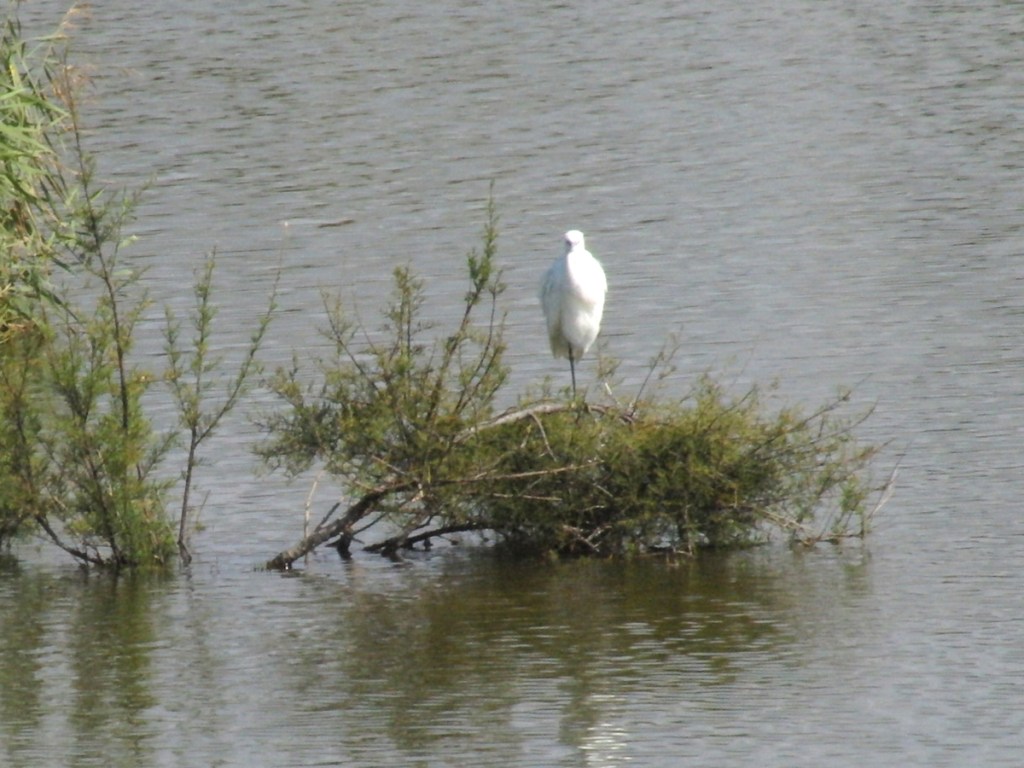 Ria Formosa Fauna – Algarve