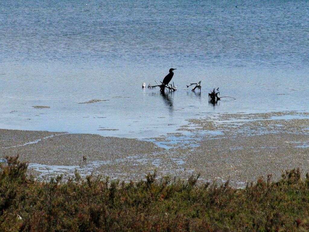 Ria Formosa Fauna – Algarve