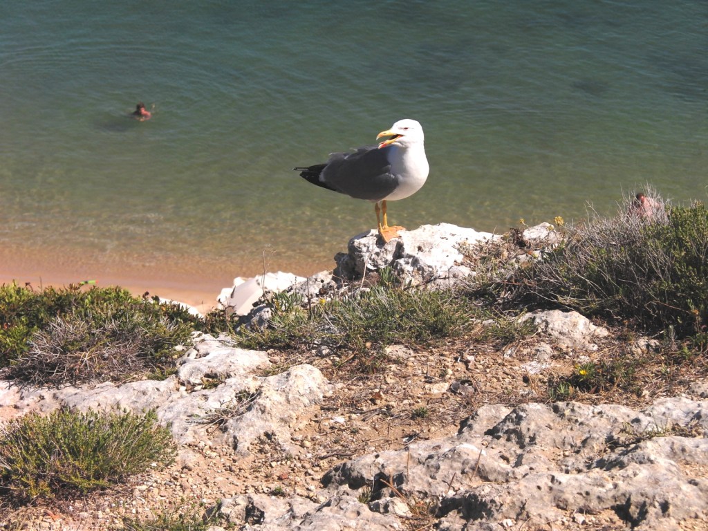 Ria Formosa Fauna – Algarve