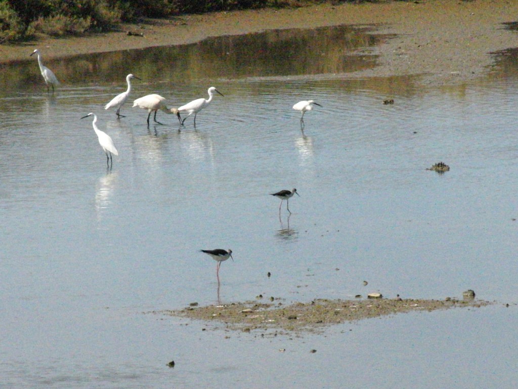 Ria Formosa Fauna – Algarve